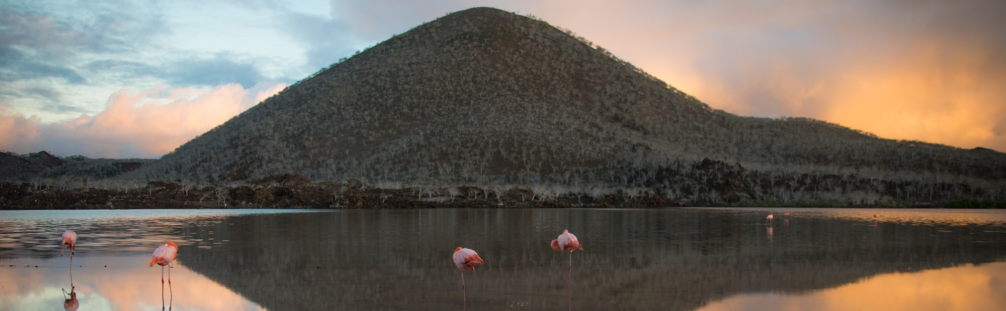 Discovering the Fungal Tree of Life - Evolution Education Trust